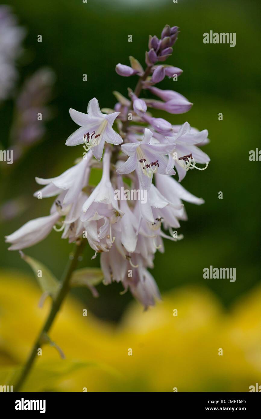 Hosta 'Sun Power' Stock Photo - Alamy