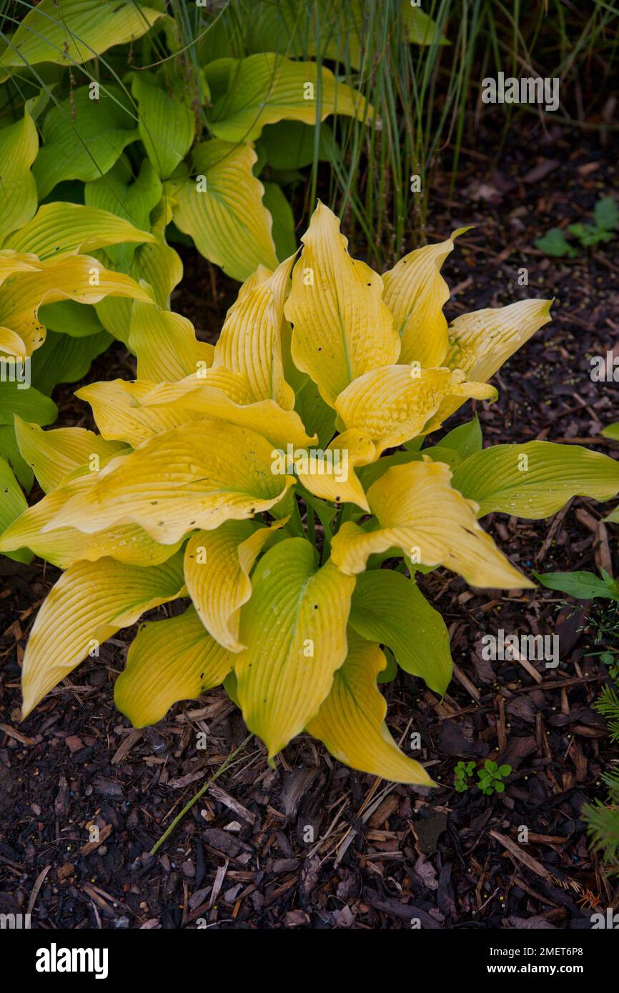Hosta 'Sun Power' Stock Photo - Alamy
