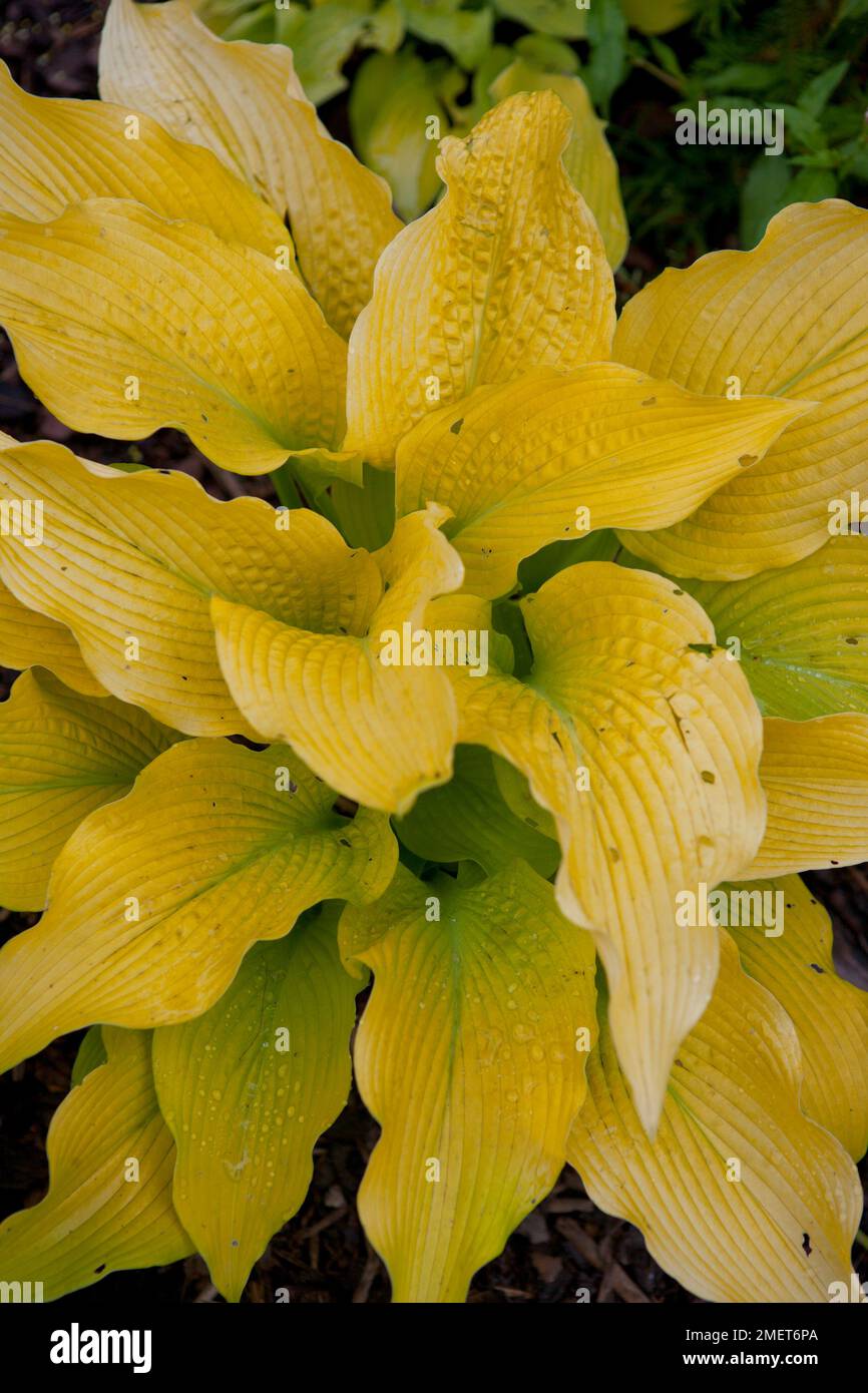 Hosta 'Sun Power' Stock Photo - Alamy