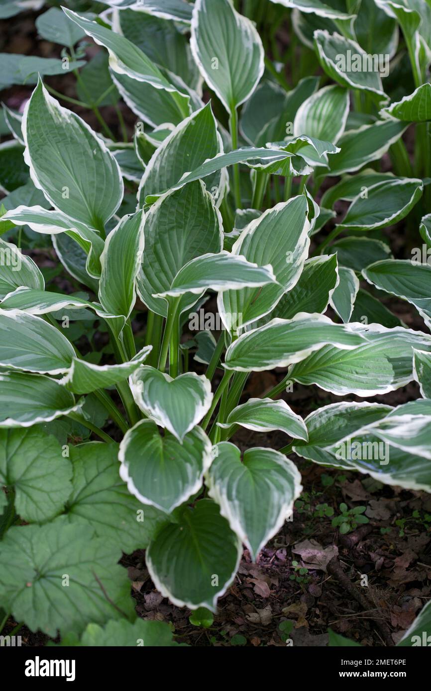 Hosta hosta crispula hi-res stock photography and images - Alamy