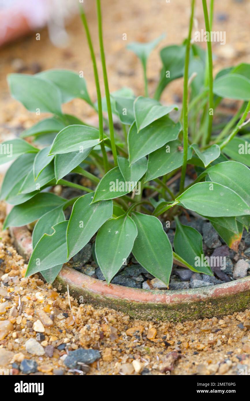 Hosta 'Tiny Tears Stock Photo - Alamy