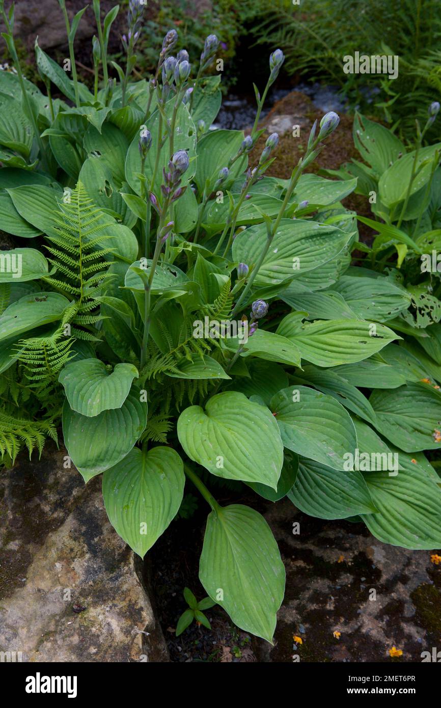 Hosta fortunei var hyacinthina Stock Photo - Alamy