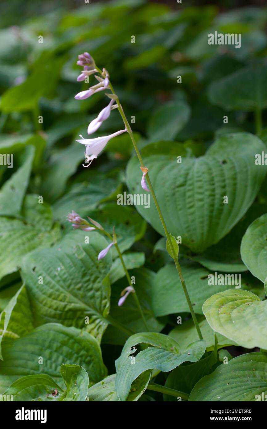 Hosta undulata var erromena hi-res stock photography and images - Alamy