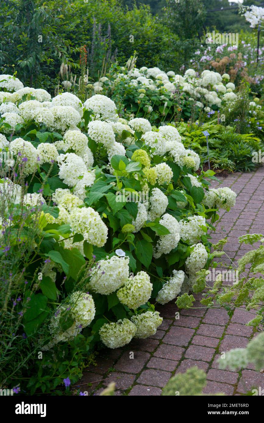 Annabelle flowers hi-res stock photography and images - Alamy
