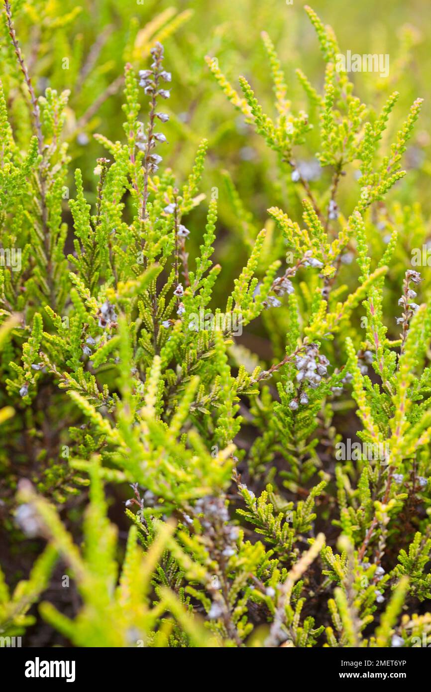 Plants calluna hi-res stock photography and images - Alamy