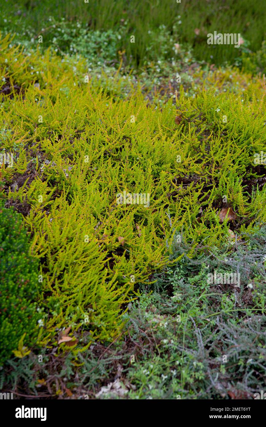 Calluna vulgaris 'Wickwar Flame' Stock Photo - Alamy