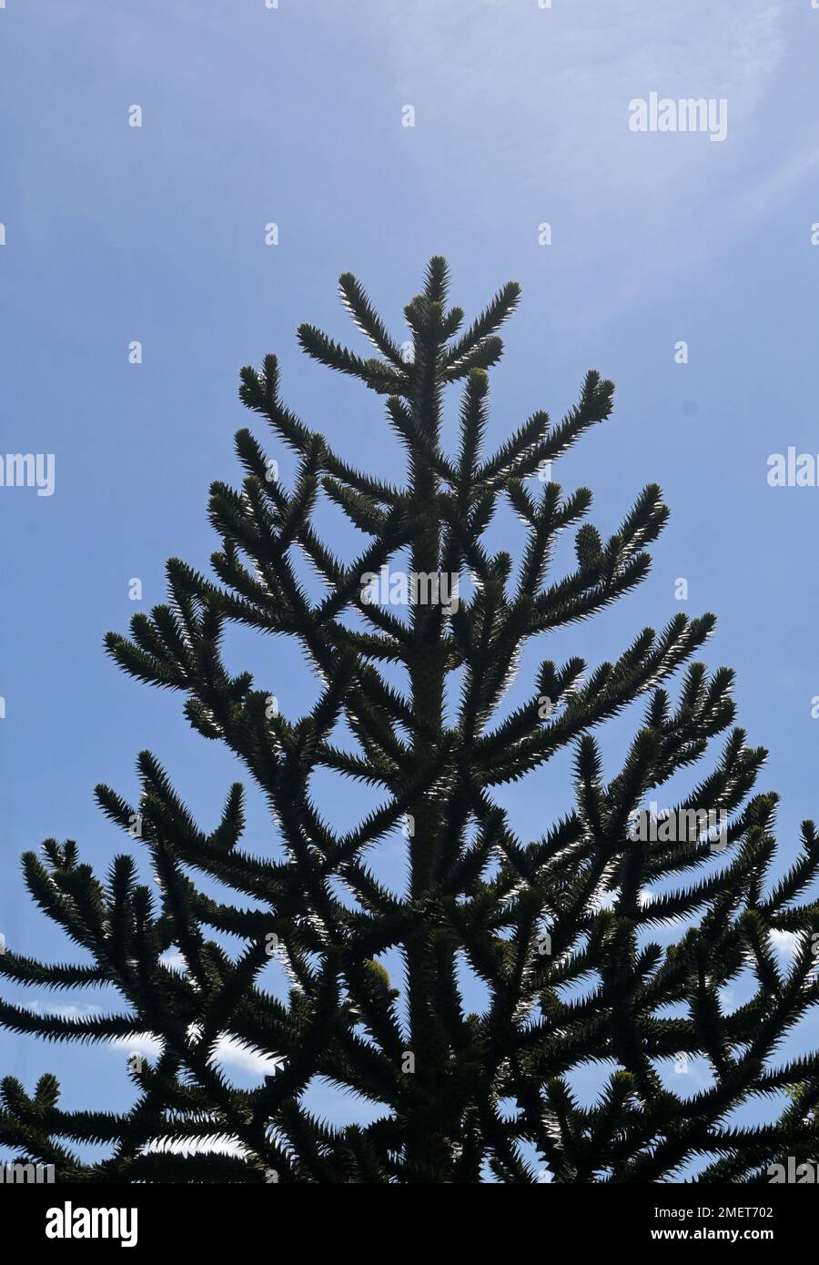 monkey puzzle tree Stock Photo - Alamy