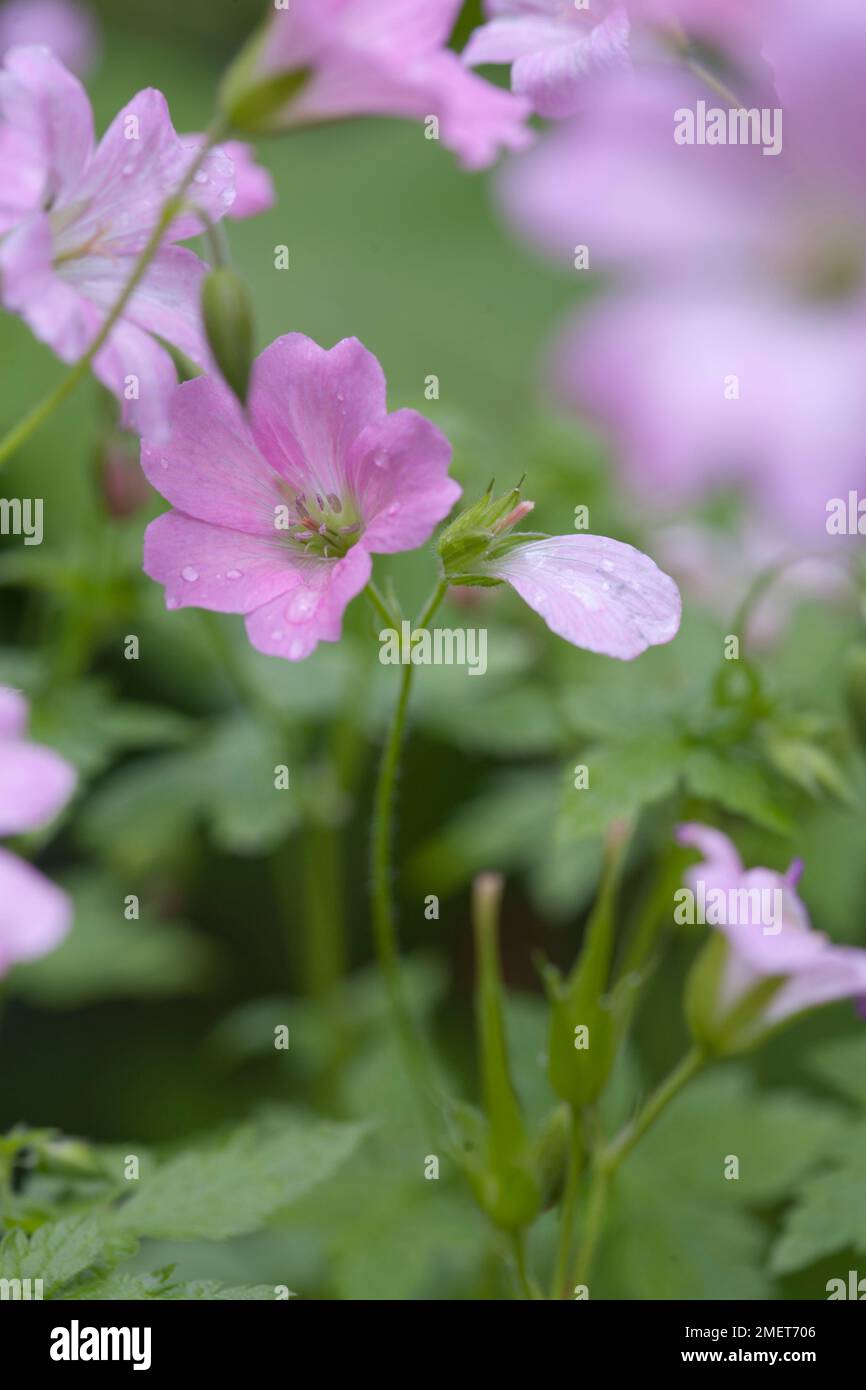 Geranium wallichianum hi-res stock photography and images - Alamy