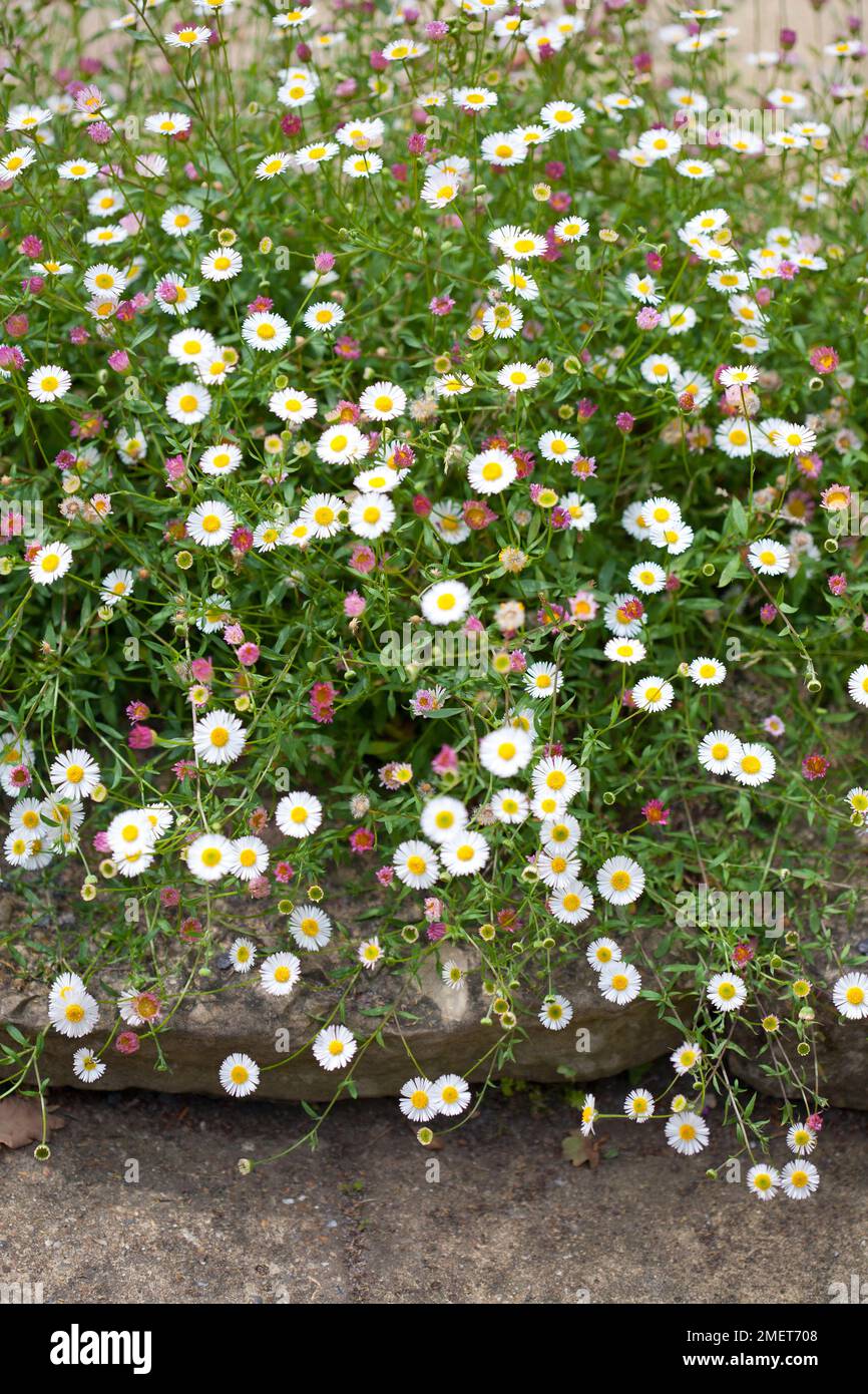 Erigeron karvinskianus path hi-res stock photography and images - Alamy