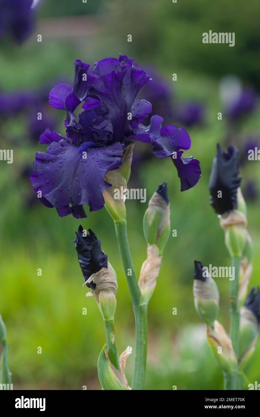 Grow dusky hi-res stock photography and images - Alamy