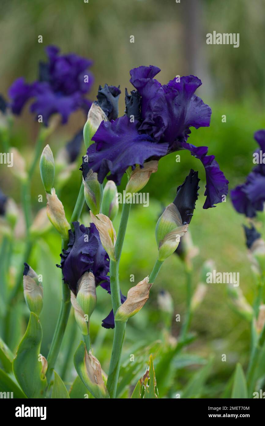 Iris dusky challenger hi-res stock photography and images - Alamy