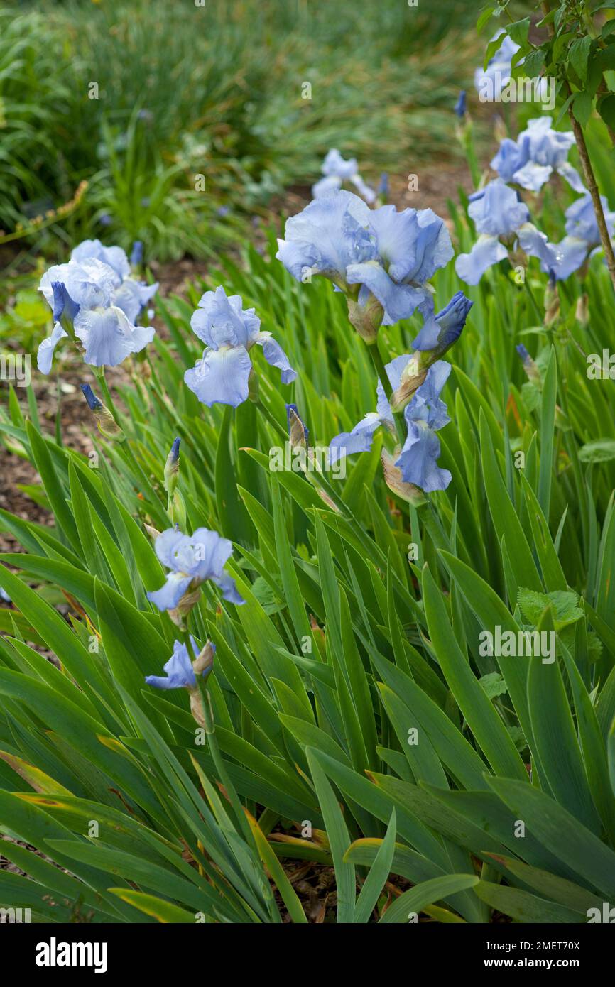 Iris 'Jane Phillips' Stock Photo - Alamy