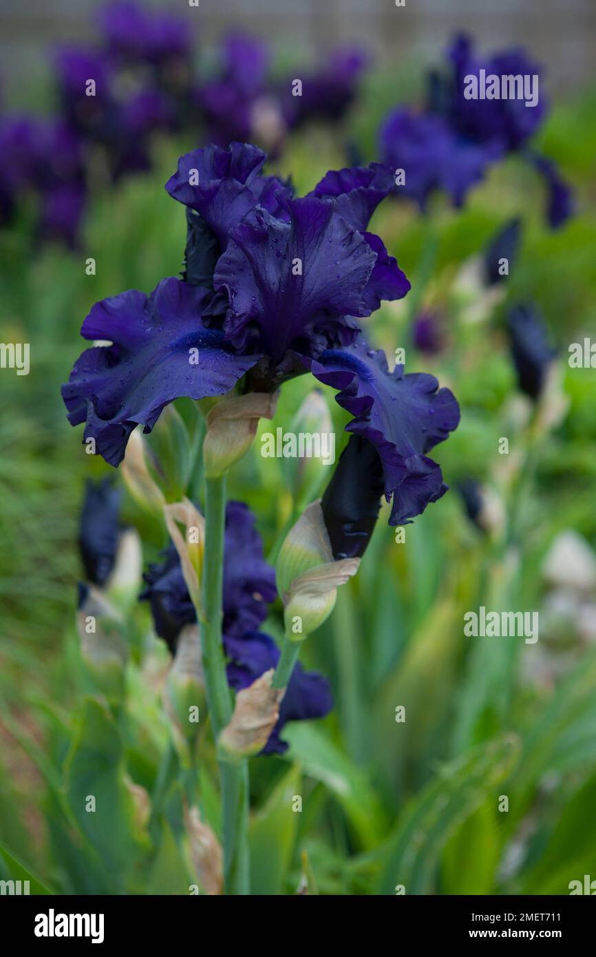 Iris dusky challenger hi-res stock photography and images - Alamy