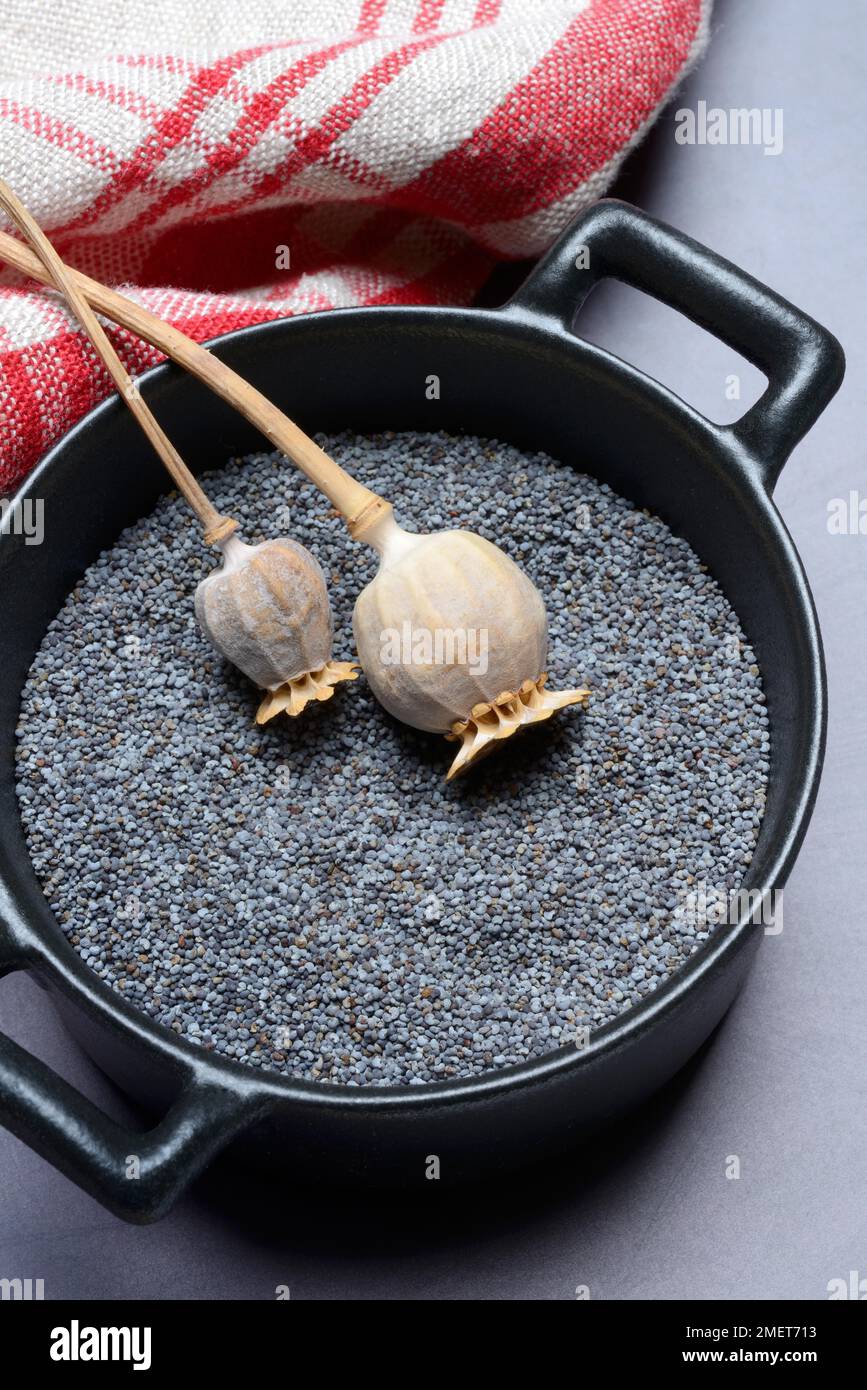 Blue poppy, poppy seeds and poppy pods in pots Stock Photo - Alamy