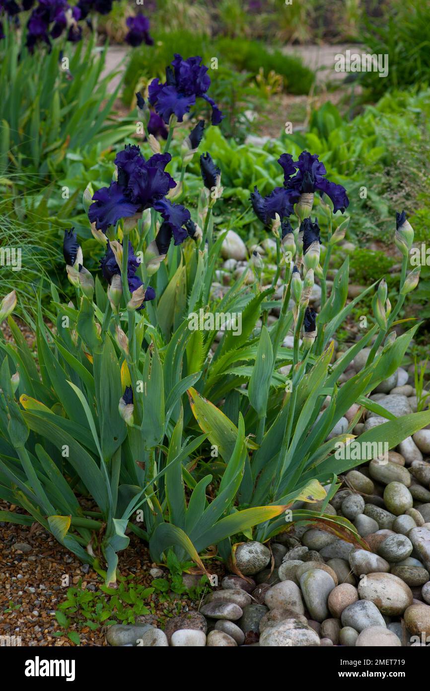 Iris 'Dusky Challenger' Stock Photo - Alamy