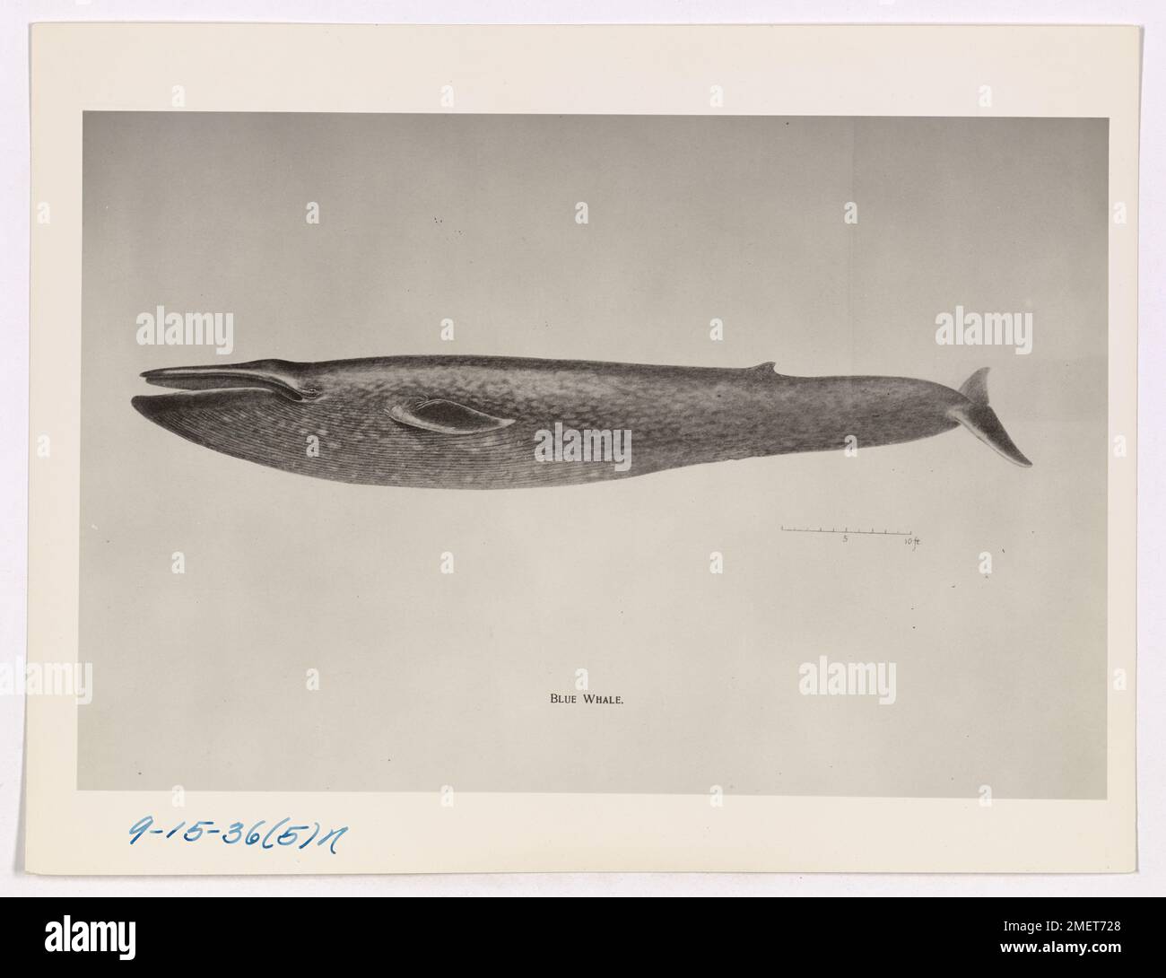 This scale drawing shows the size and proportions of a Blue Whale, the ...