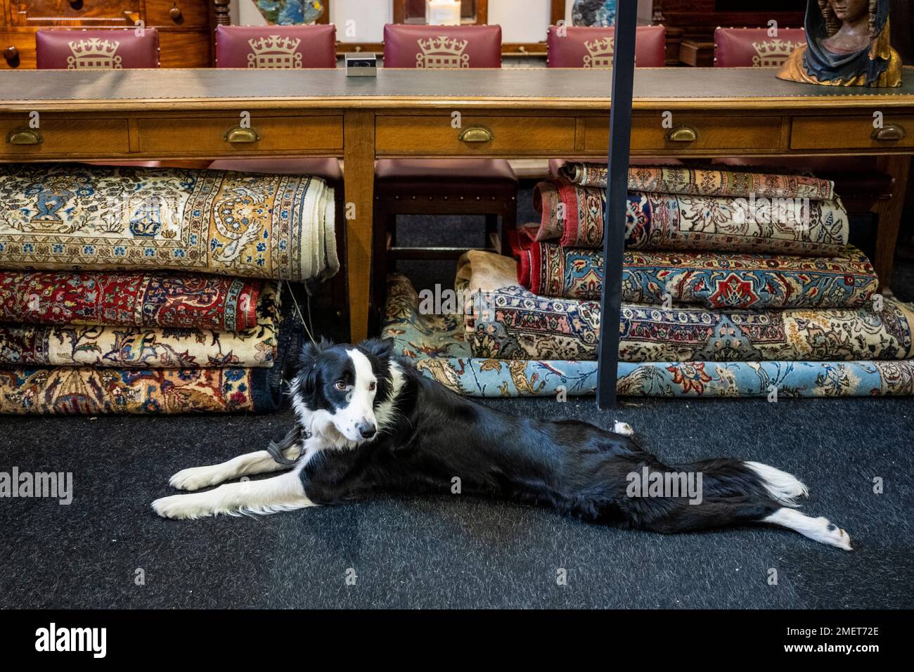 Evolution of the dog hi-res stock photography and images - Alamy