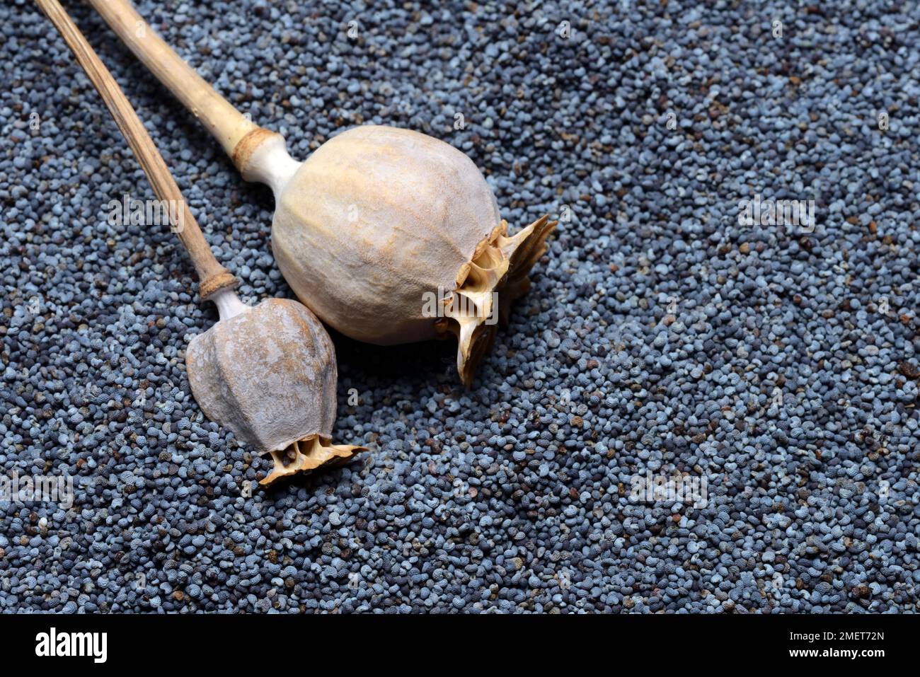 Blue poppy seeds capsules hi-res stock photography and images - Alamy