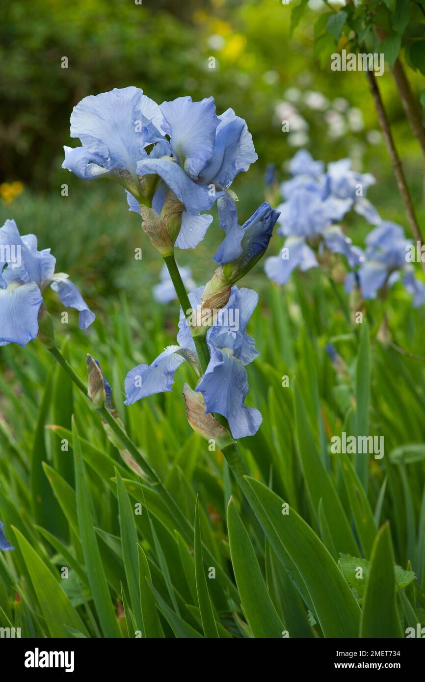 Jane phillips hi-res stock photography and images - Alamy