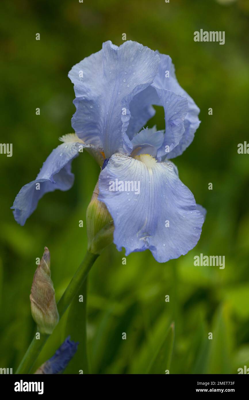 Iris 'Jane Phillips' Stock Photo - Alamy