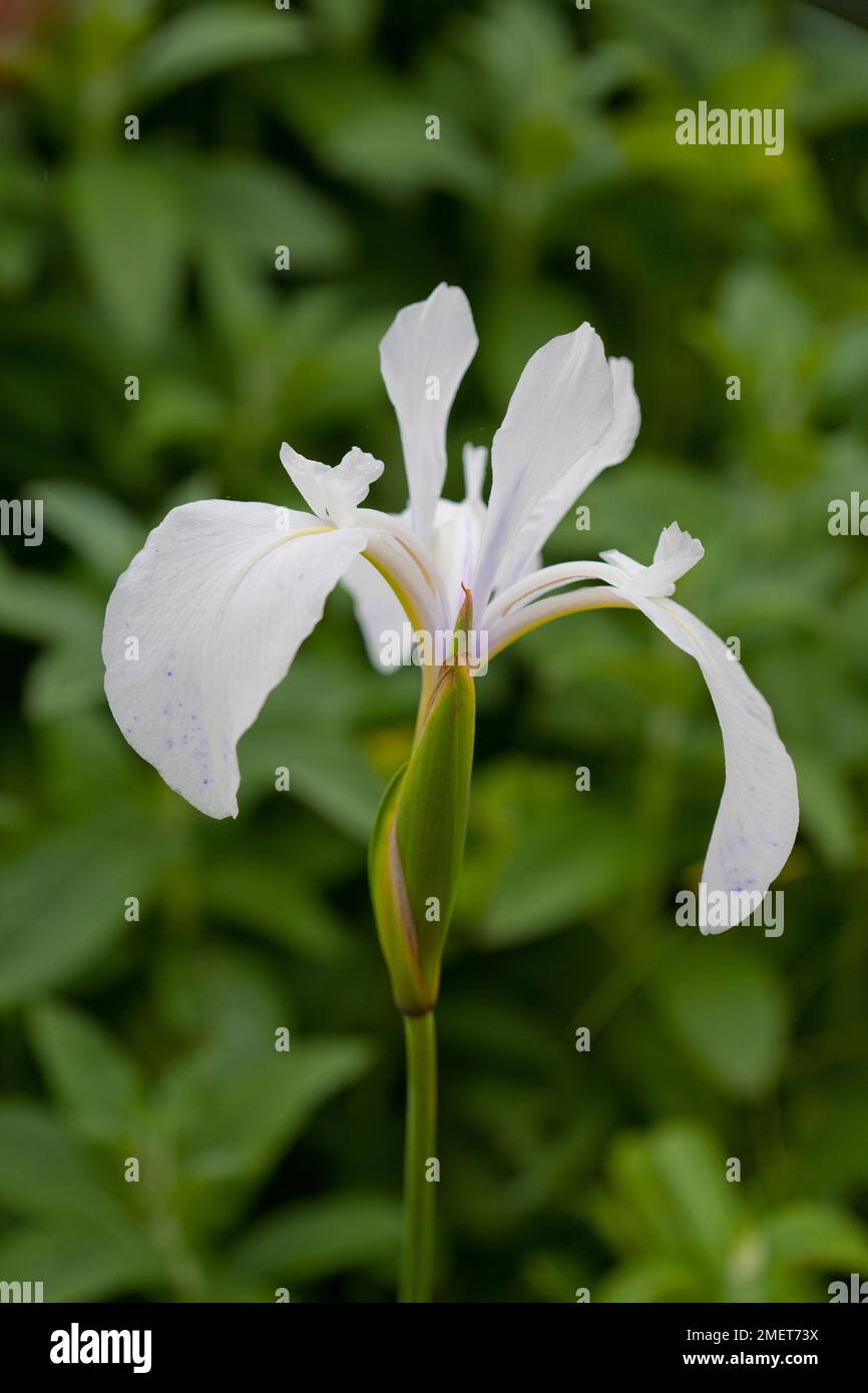 Iris laevigata 'Mottled Beauty' Stock Photo - Alamy