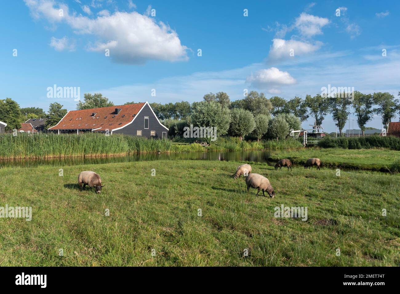 Rural scene in the Zaanse Schans open-air museum, Zaandam, North ...