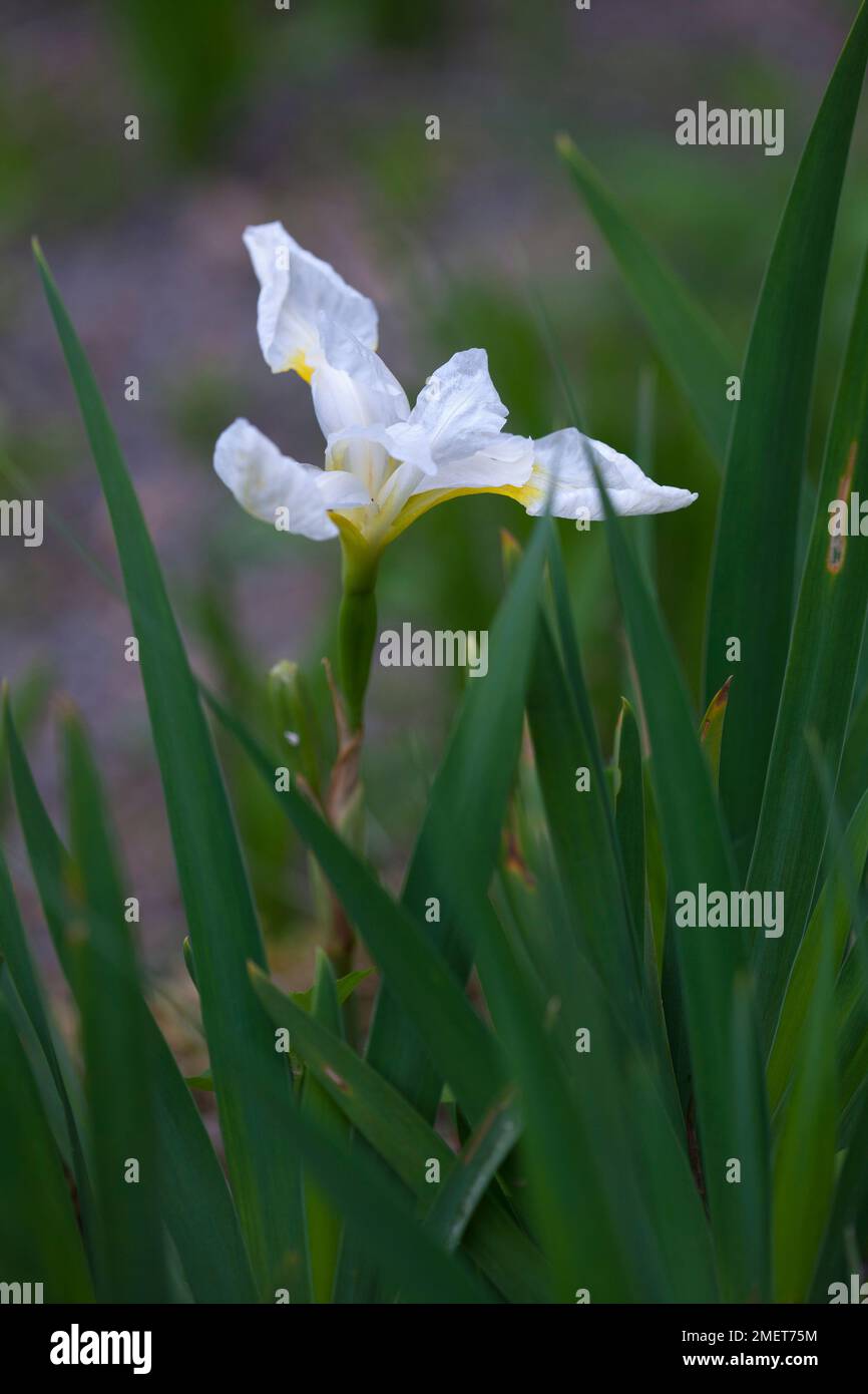 Tenuis hi-res stock photography and images - Alamy