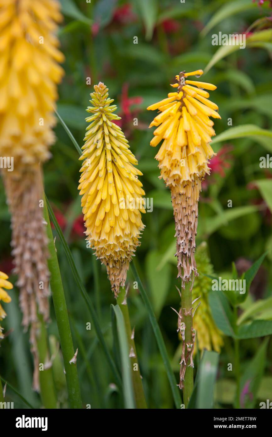 Kniphofia 'Fiery Fred' Stock Photo - Alamy