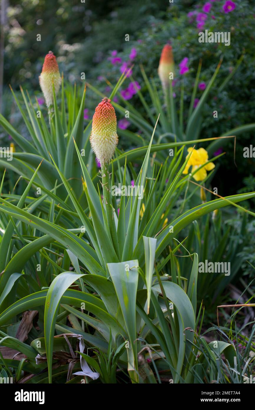 Kniphofia northiae hi-res stock photography and images - Alamy