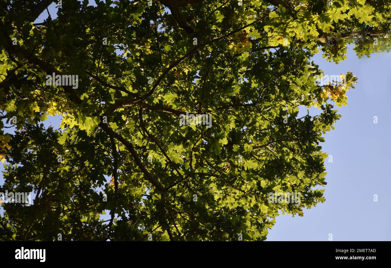 oak tree seen from below Stock Photo - Alamy