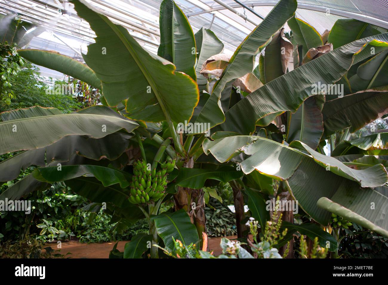 Cavendish banana botanical hi-res stock photography and images - Alamy