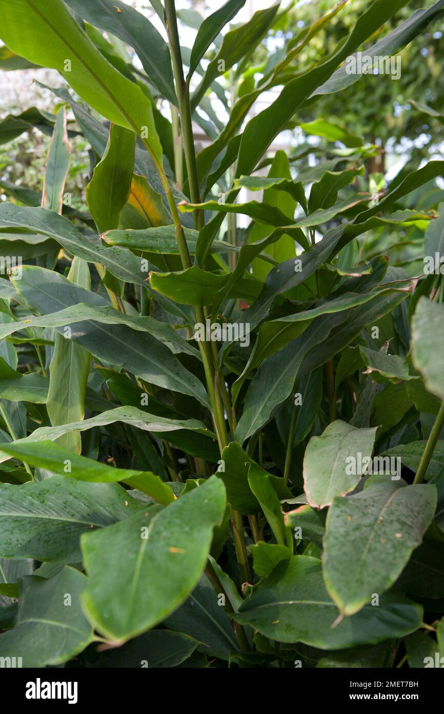 Banana plants garden hi-res stock photography and images - Alamy
