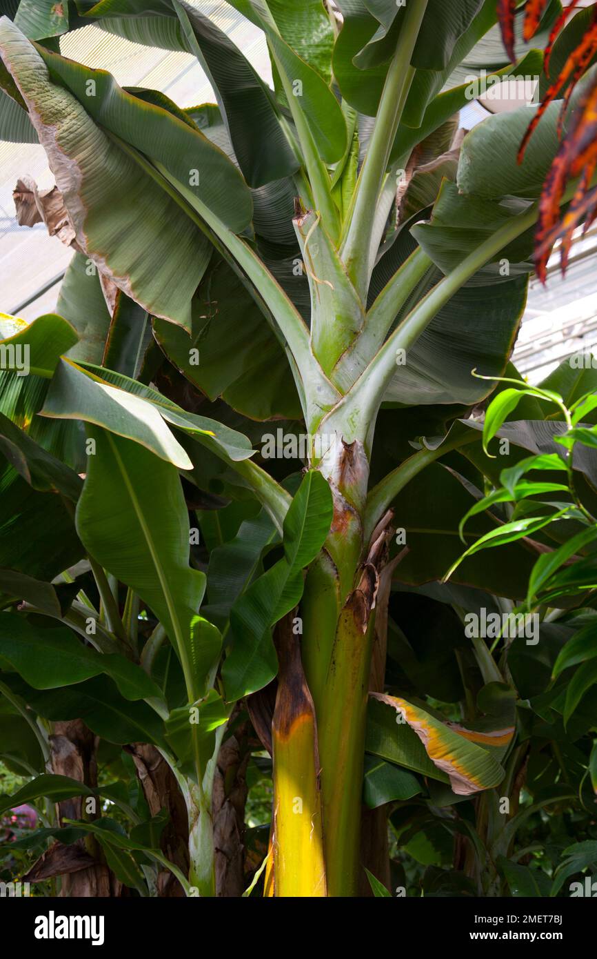 Cavendish banana botanical hi-res stock photography and images - Alamy