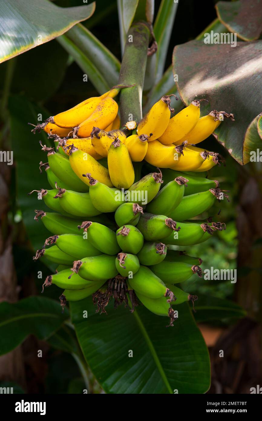 Musa acuminata 'Dwarf Cavendish' (Banana Stock Photo - Alamy