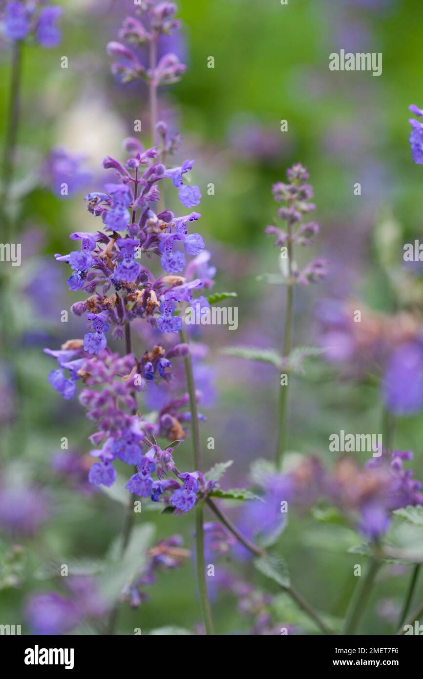 Nepeta racemosa catmint hi-res stock photography and images - Alamy