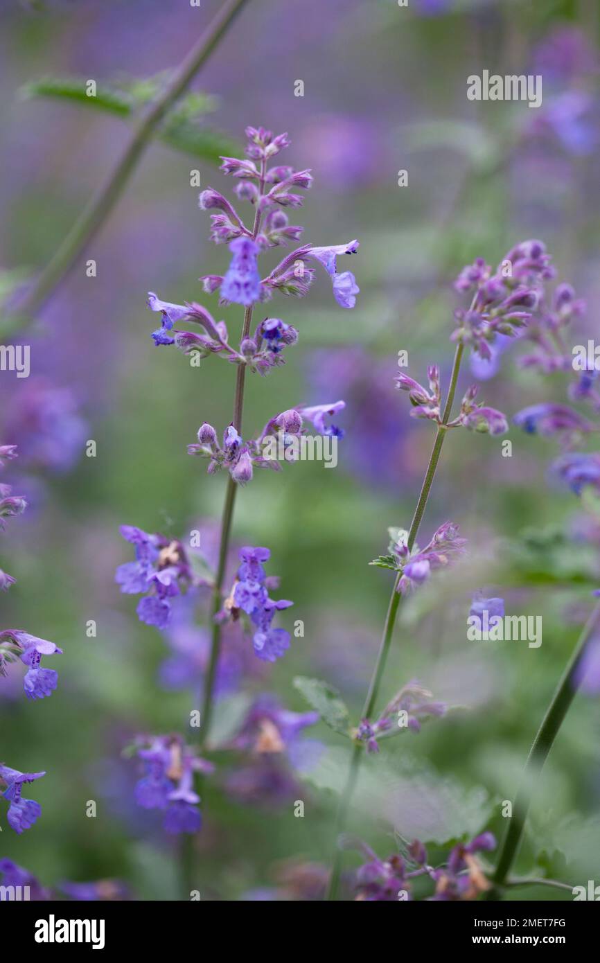 Nepeta racemosa catmint hi-res stock photography and images - Alamy