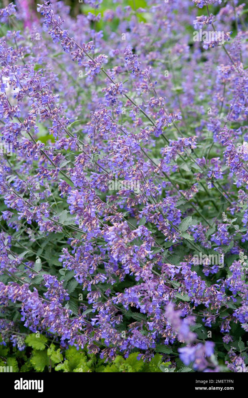 Nepeta racemosa catmint hi-res stock photography and images - Alamy