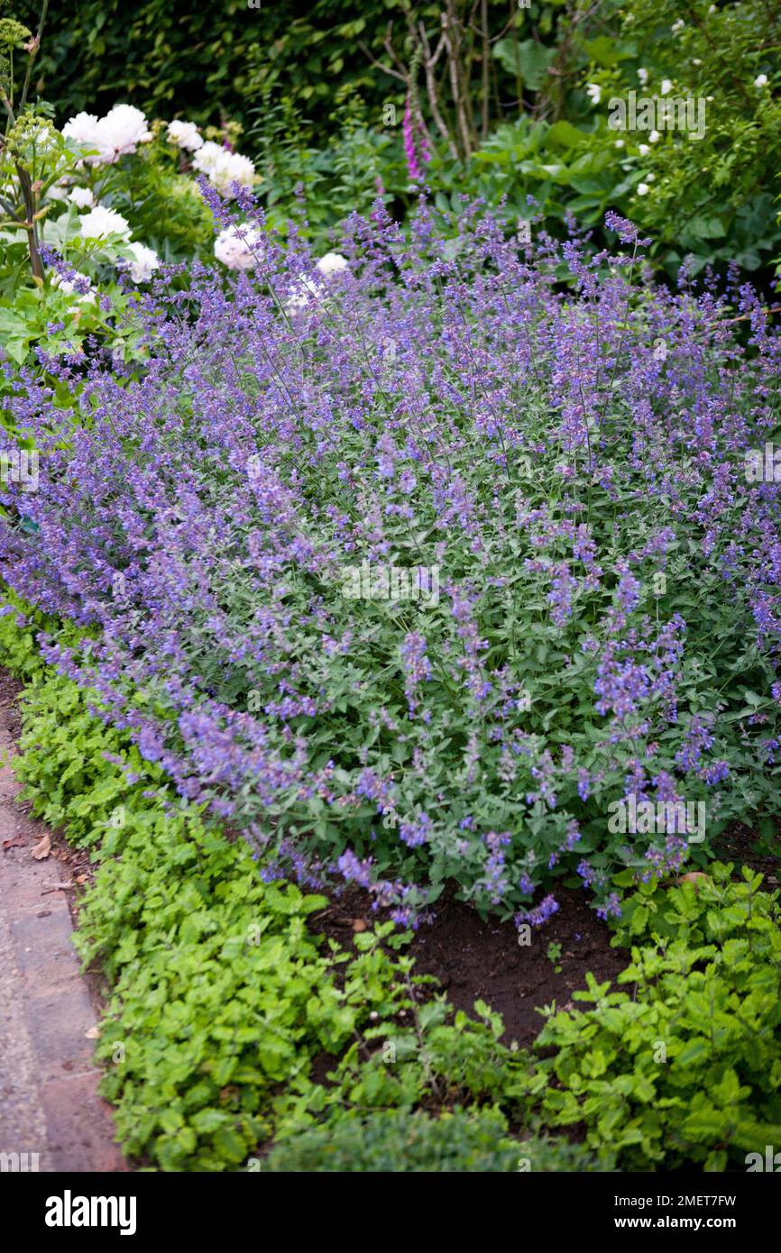 Catmint in border hi-res stock photography and images - Alamy