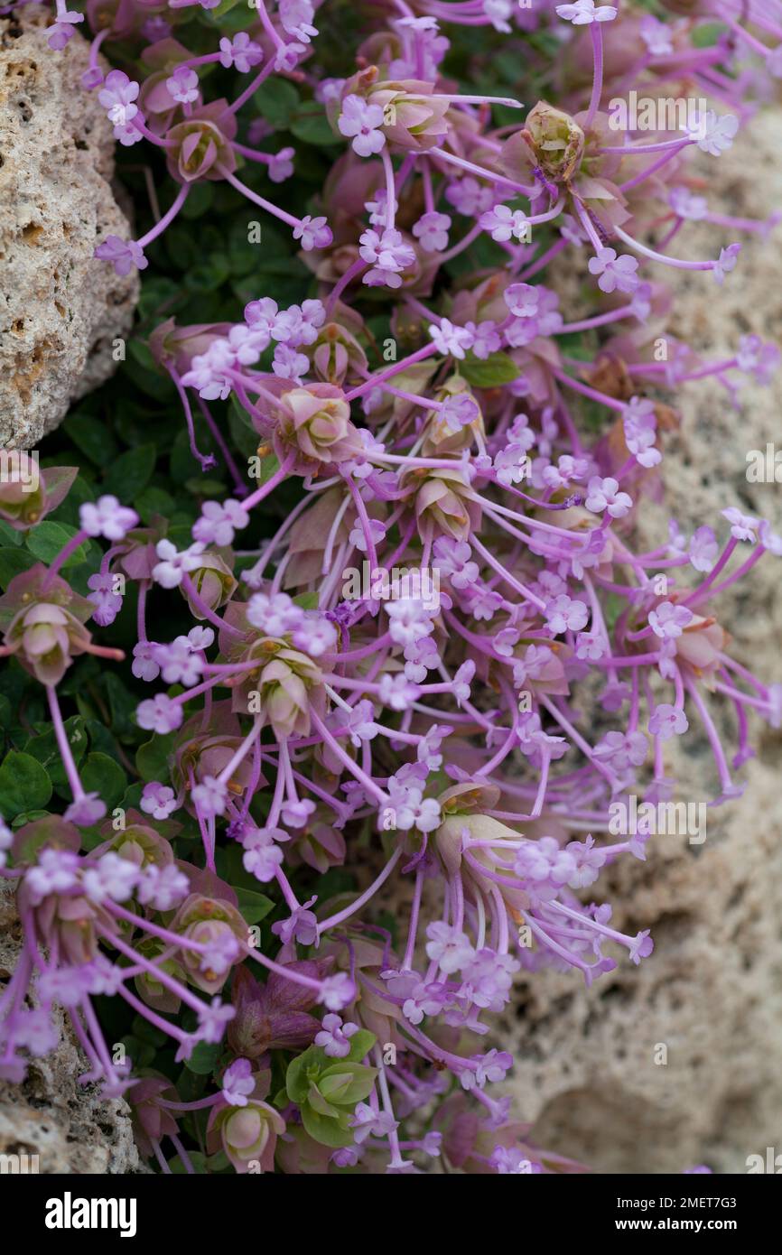 Origanum 'Barbara Tingey' Stock Photo - Alamy