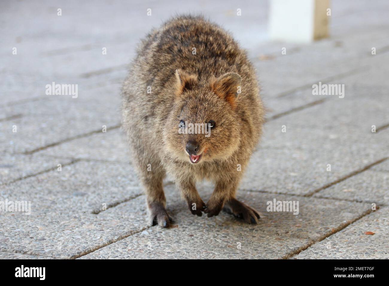 quokka at rottnest island (australia Stock Photo - Alamy
