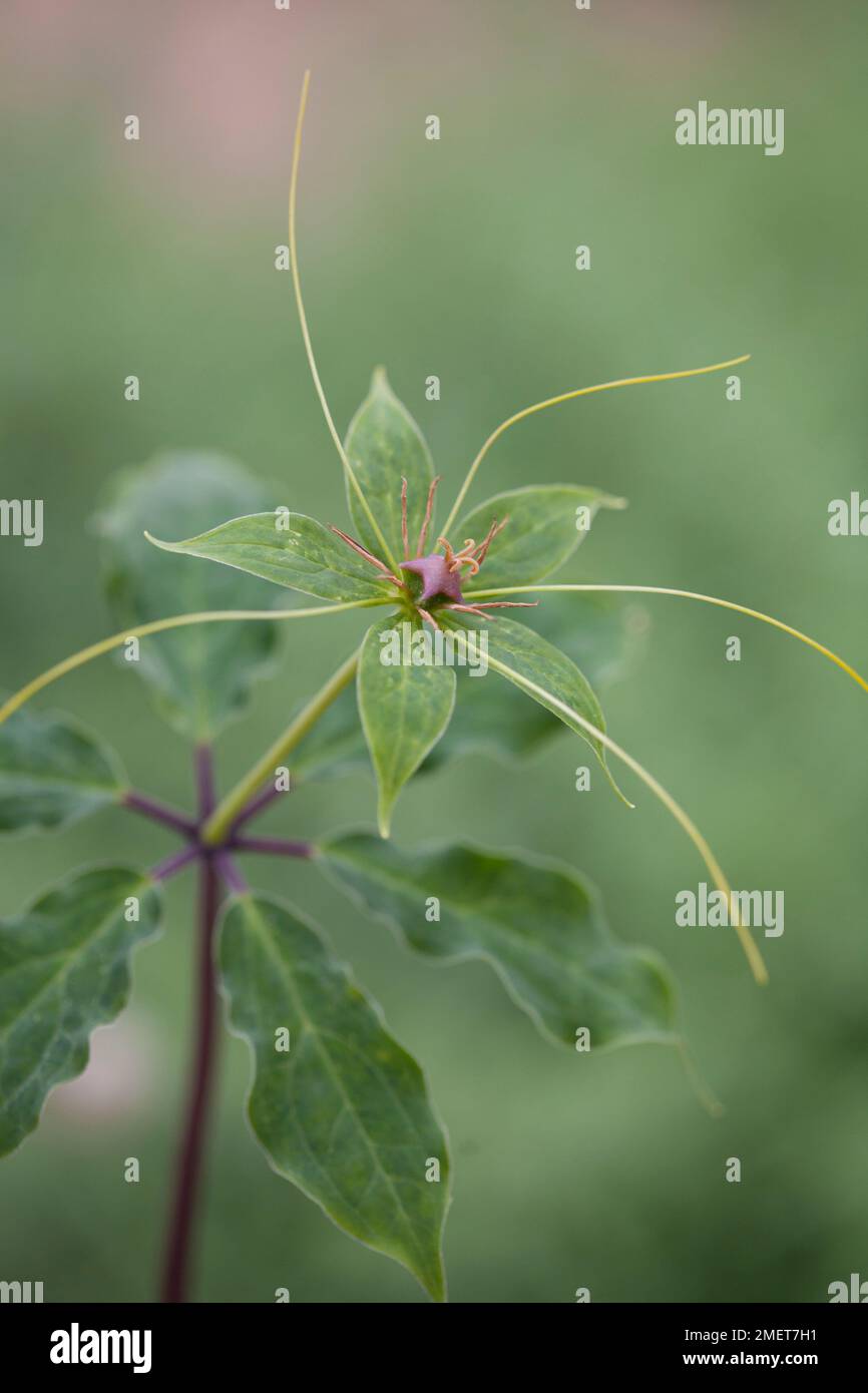 Stenophylla hi-res stock photography and images - Alamy