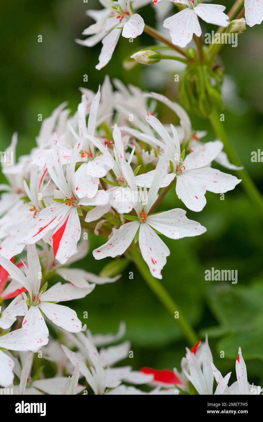 Pelargonium vectis glitter hi-res stock photography and images - Alamy
