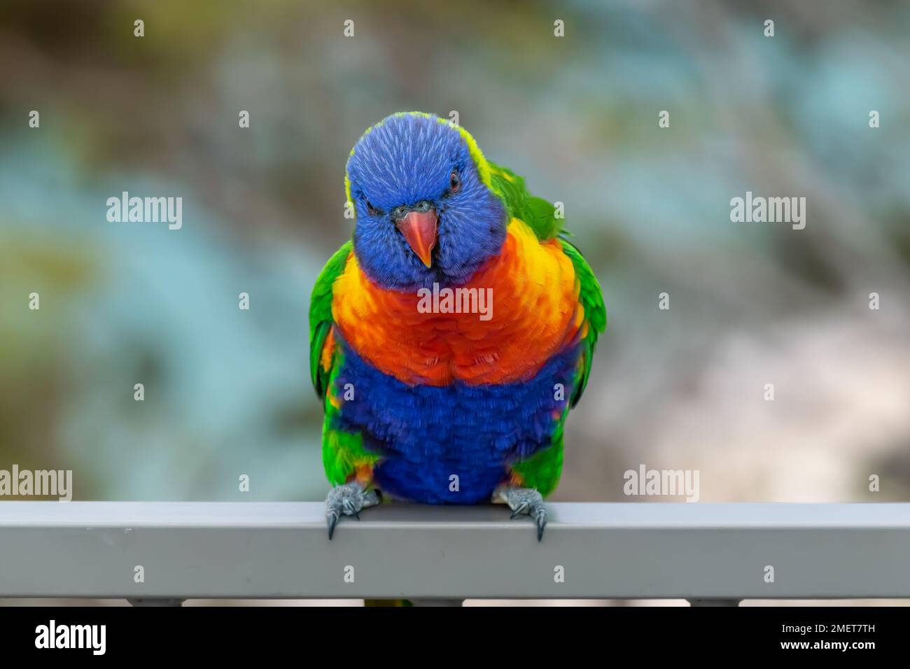 A closeup of a beautiful Rainbow lorikeet parrot against a blurry ...