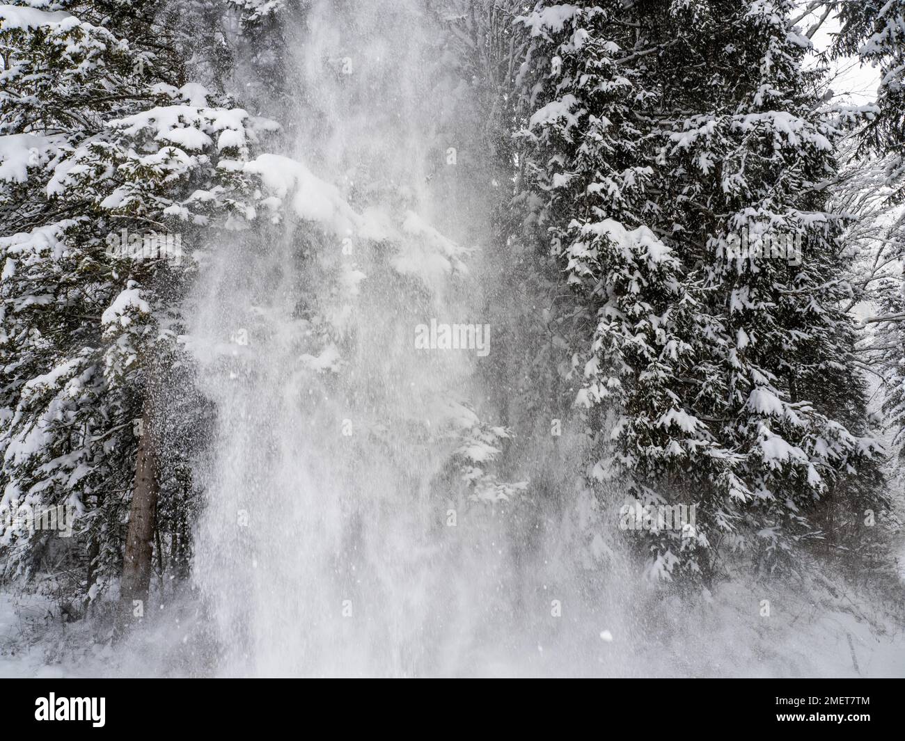 Fresh snow falling from a tree, near Weng, Gesaeuse National Park ...