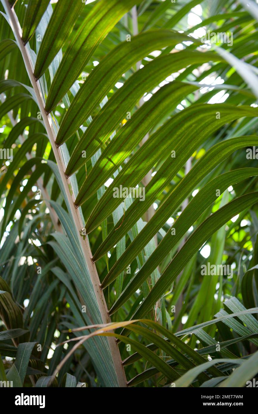 Sapida hi-res stock photography and images - Alamy