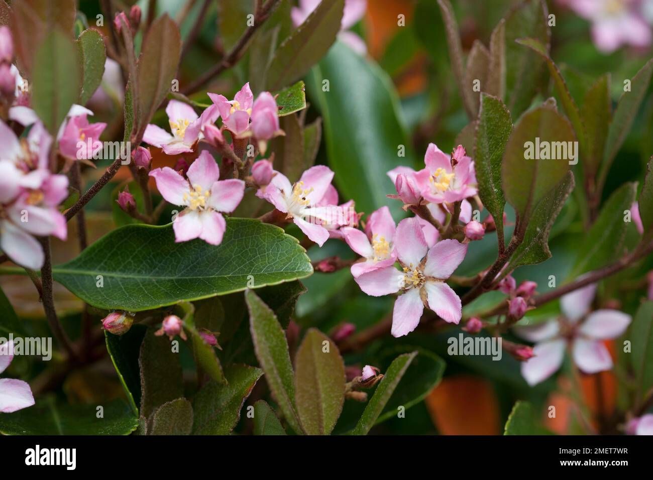 Rhaphiolepis x delacourii Enchantress 'Moness' Stock Photo - Alamy