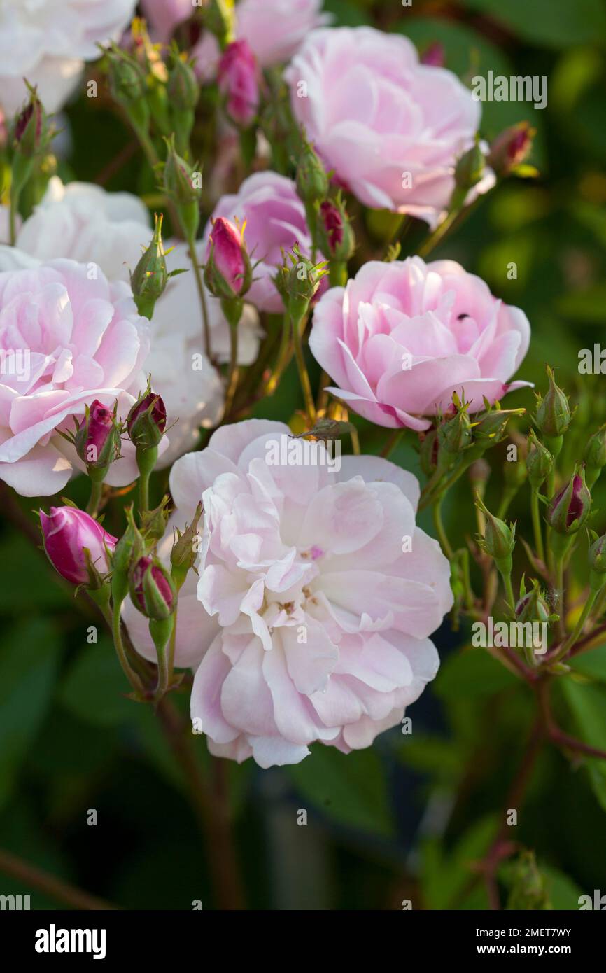 Champneys pink cluster rose hi-res stock photography and images - Alamy