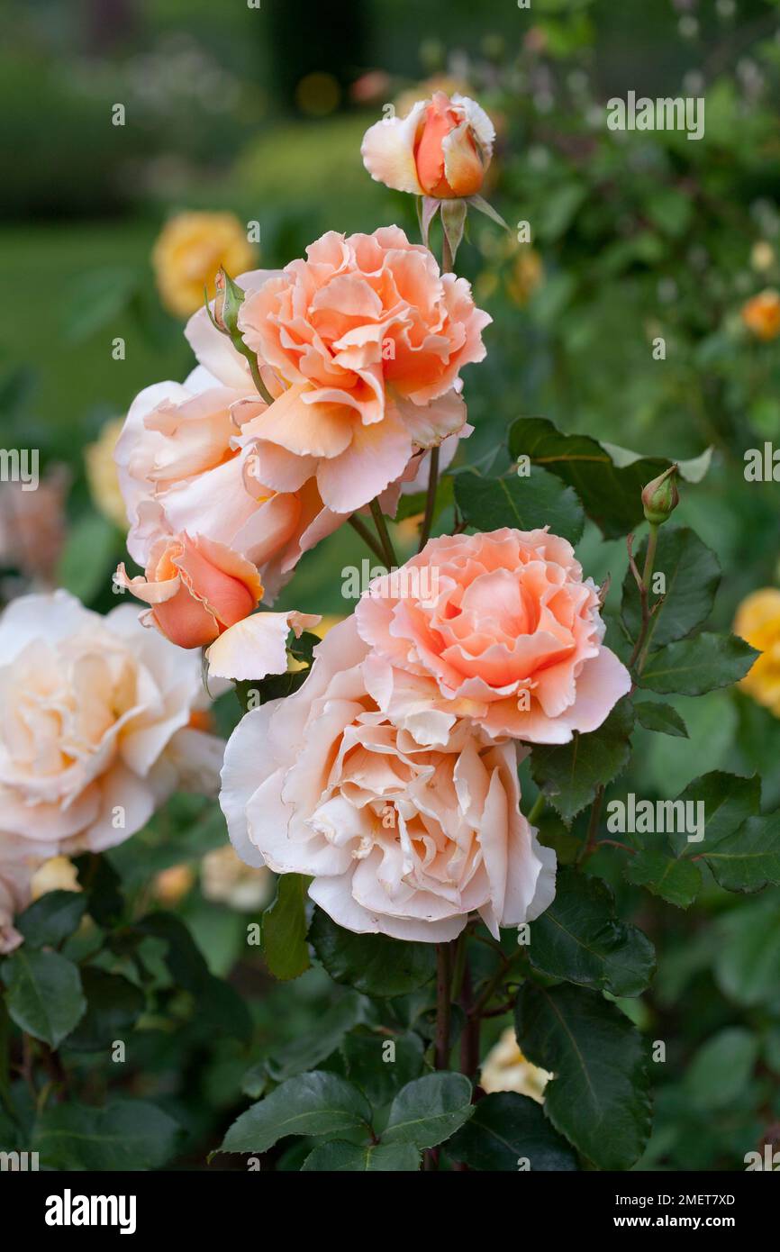 Just joey roses hi-res stock photography and images - Alamy