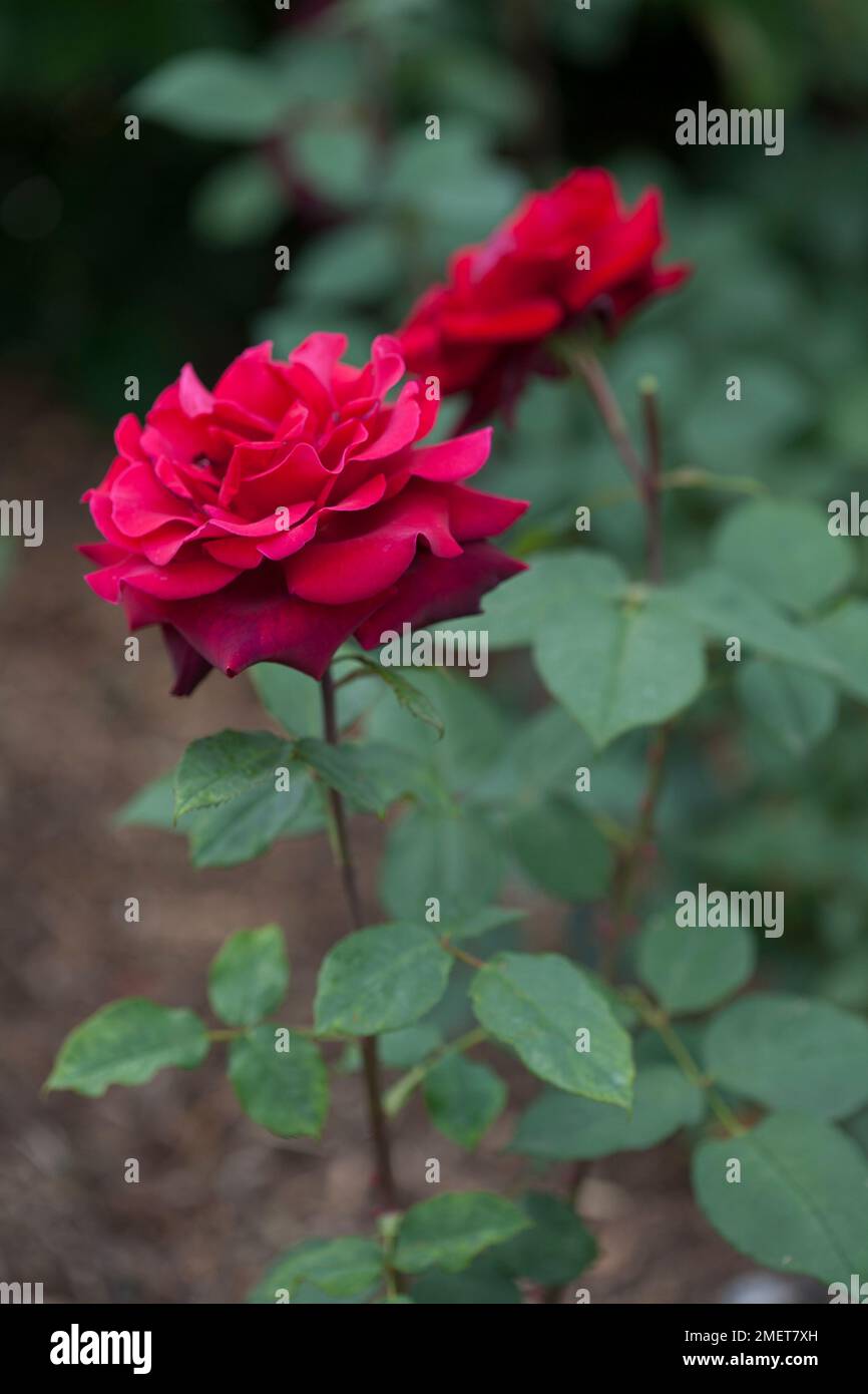 Deep colour hi-res stock photography and images - Alamy