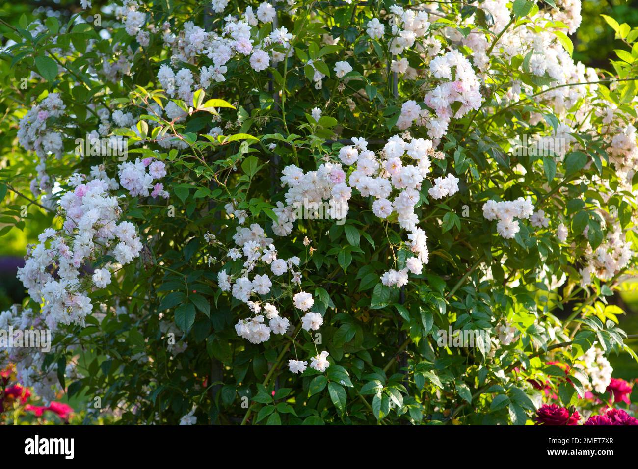 Rosa 'Paul's Himalayan Musk' Stock Photo - Alamy